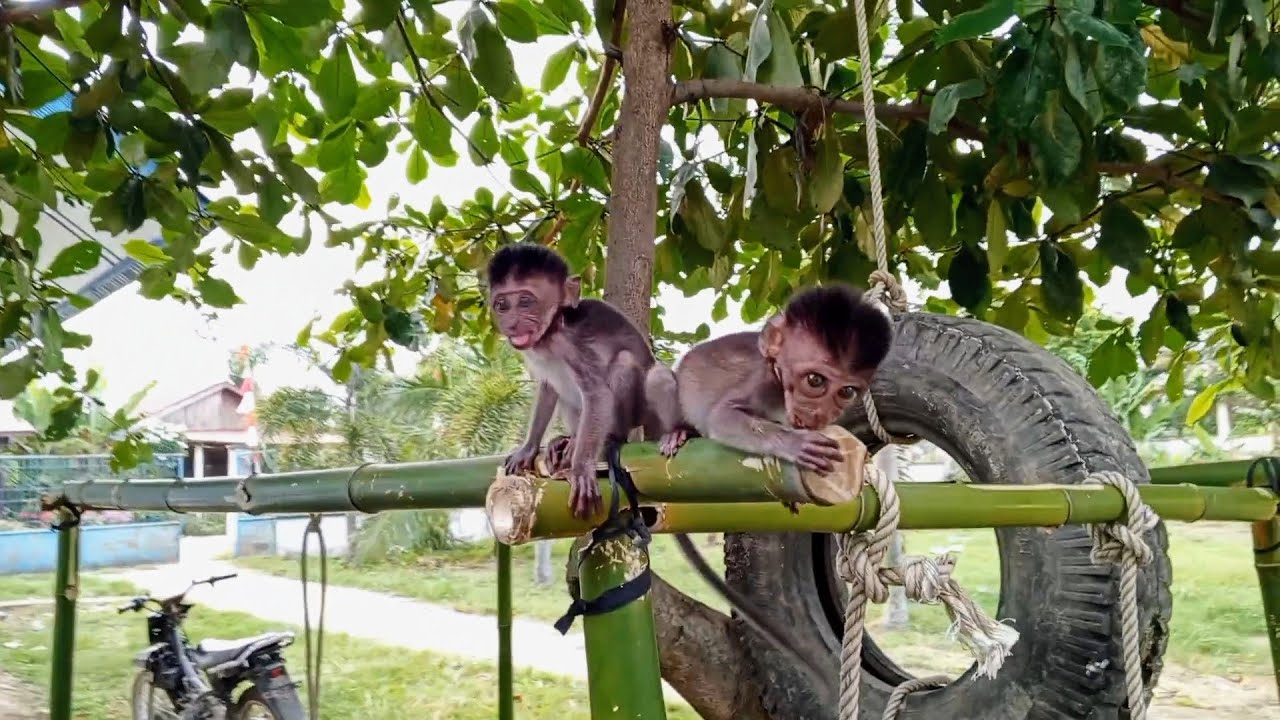 [ Monkey Raja ] Play and practice in new play zones - YouTube