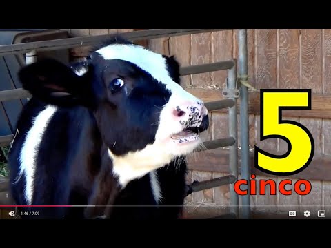MEET FARM ANIMALS / Learn ANIMAL NAMES / COUNTING (1-5) in ENGLISH ...