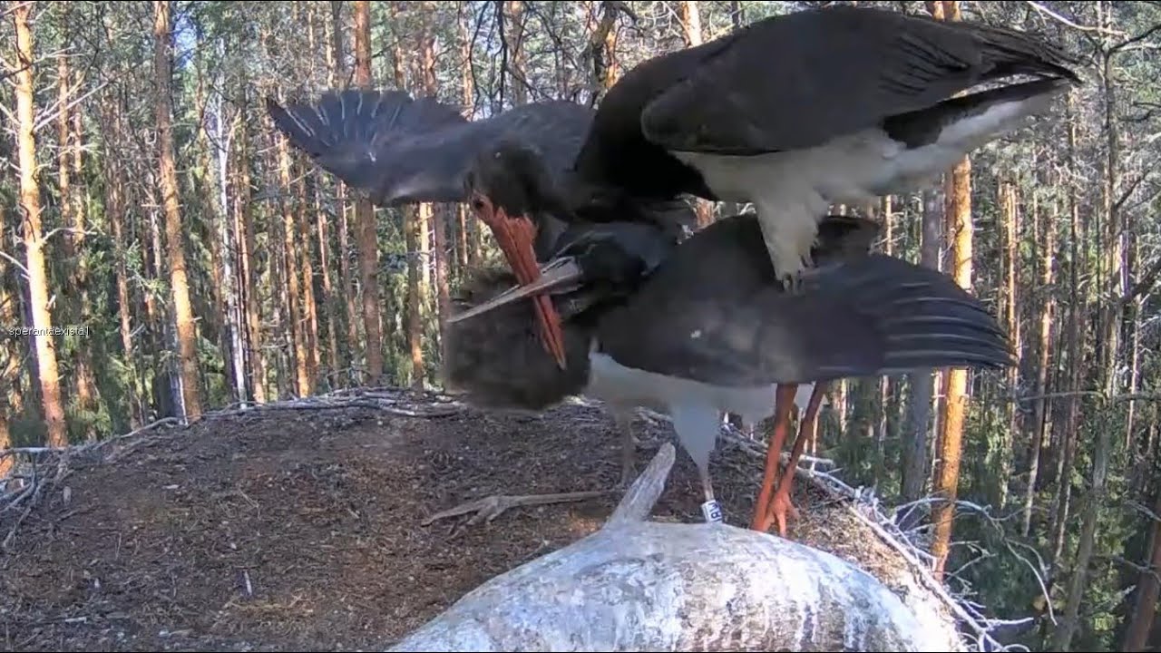 Must-toonekurg Ciconia nigra - Departure Day!💞🍀 Only One Storklet To ...