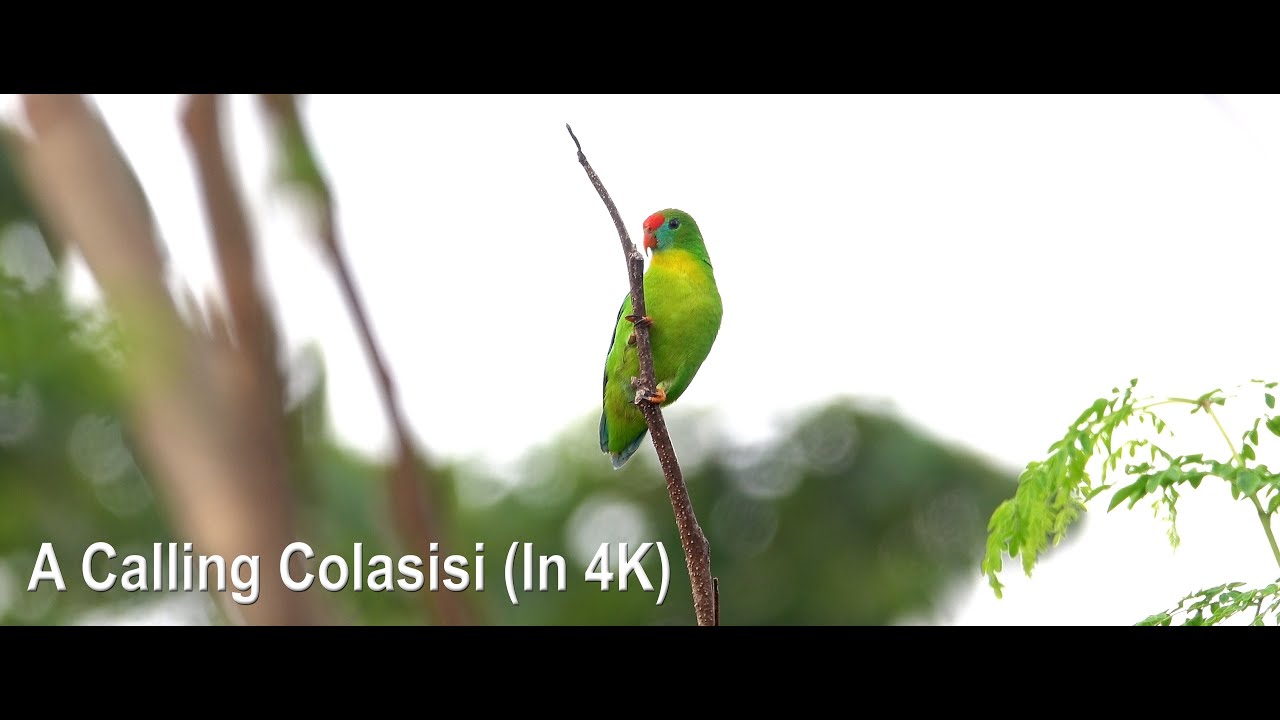A Calling Colasisi (In 4K) - YouTube