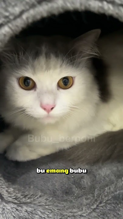 Ampun dah gua mahhh #cat #kucinglucu - YouTube