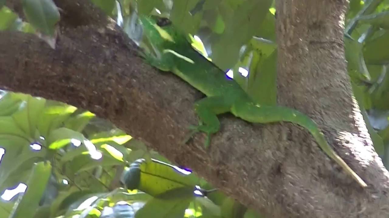 camaleon cubano en un patio de miami,big cuban lizard - YouTube