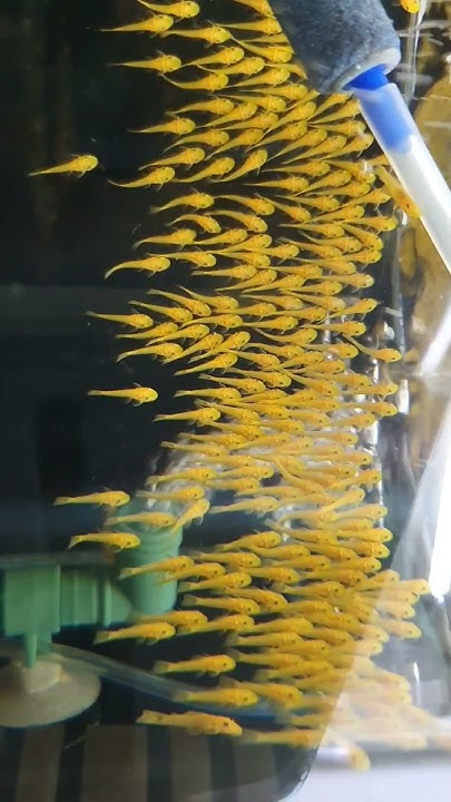 #영종도안시 #안시 #l144 #ancistrus #pleco baby a fry - YouTube