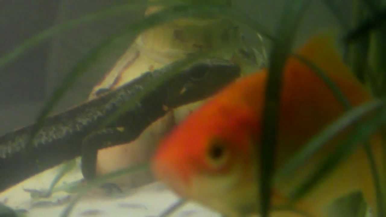 Coldwater fish tank with, goldfish, newt, and weather/dojo loaches ...