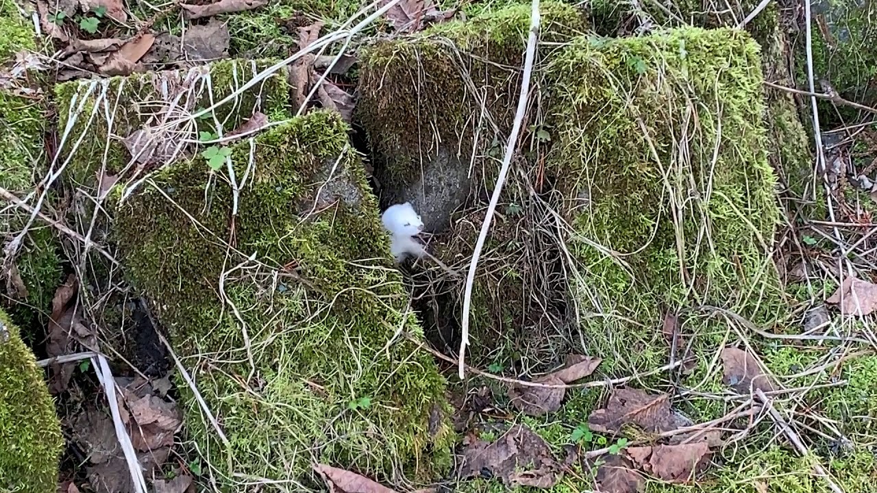 Hide and Seek with an Ermine - YouTube
