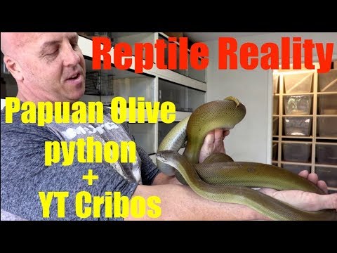 Reptile Reality-Papuan pythons and YT Cribos - YouTube