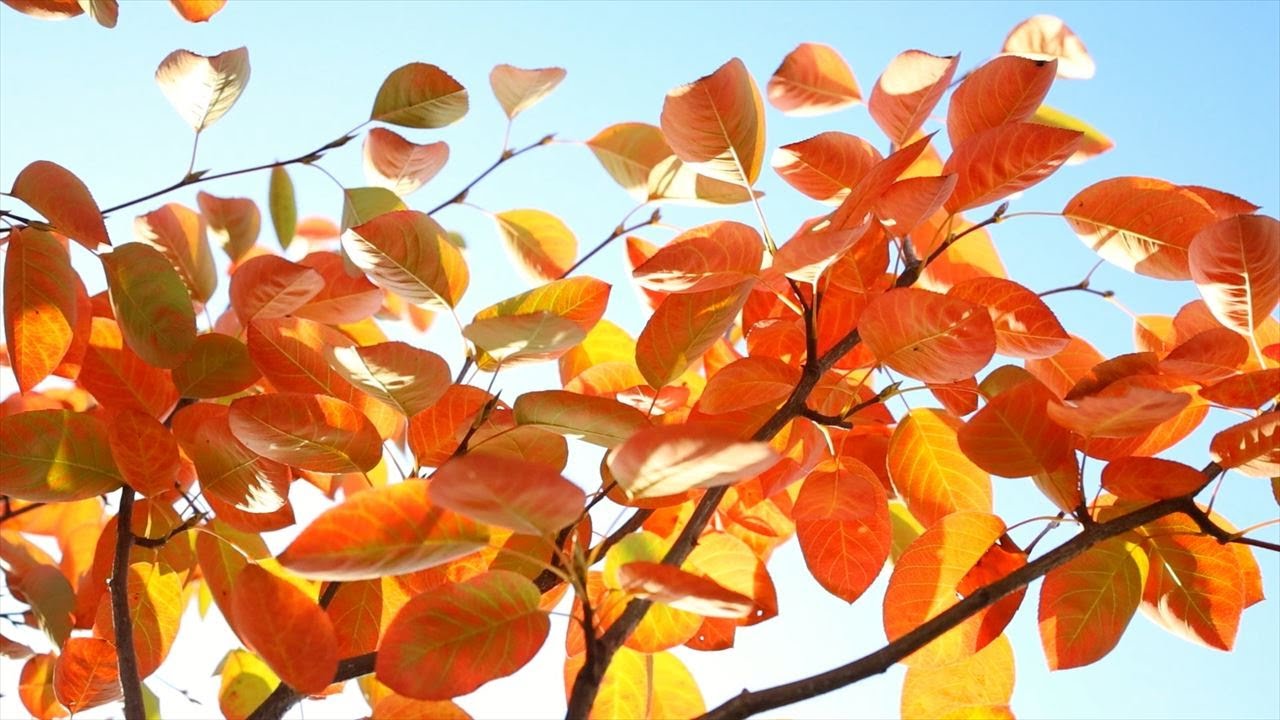 こりすのお庭のジューンベリーの紅葉と紅葉を見に行ってきました 【福井 鯖江 西山公園】2022年｜Coris cooking - YouTube
