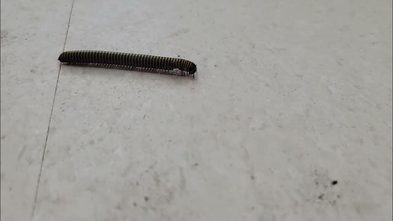 Millipede friend is making another lap around the office! - YouTube
