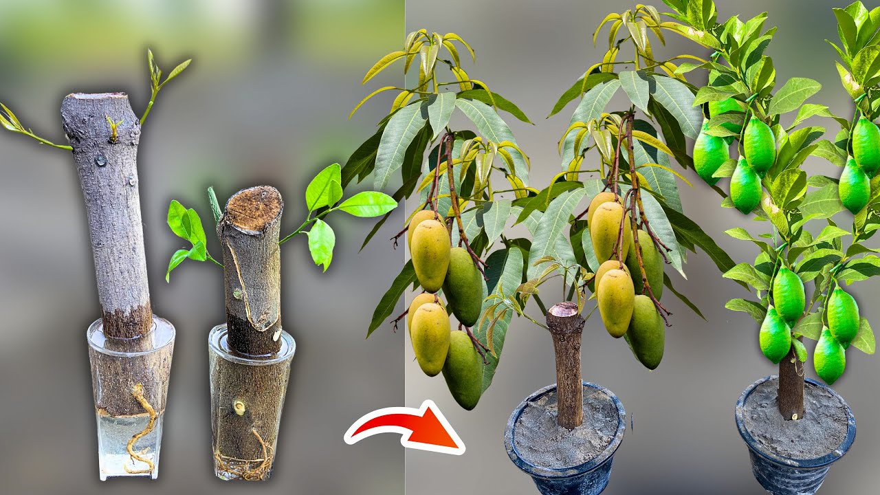 How To Grow Mango Tree From Mango Big Branch and Lemon Tree From Lemon ...