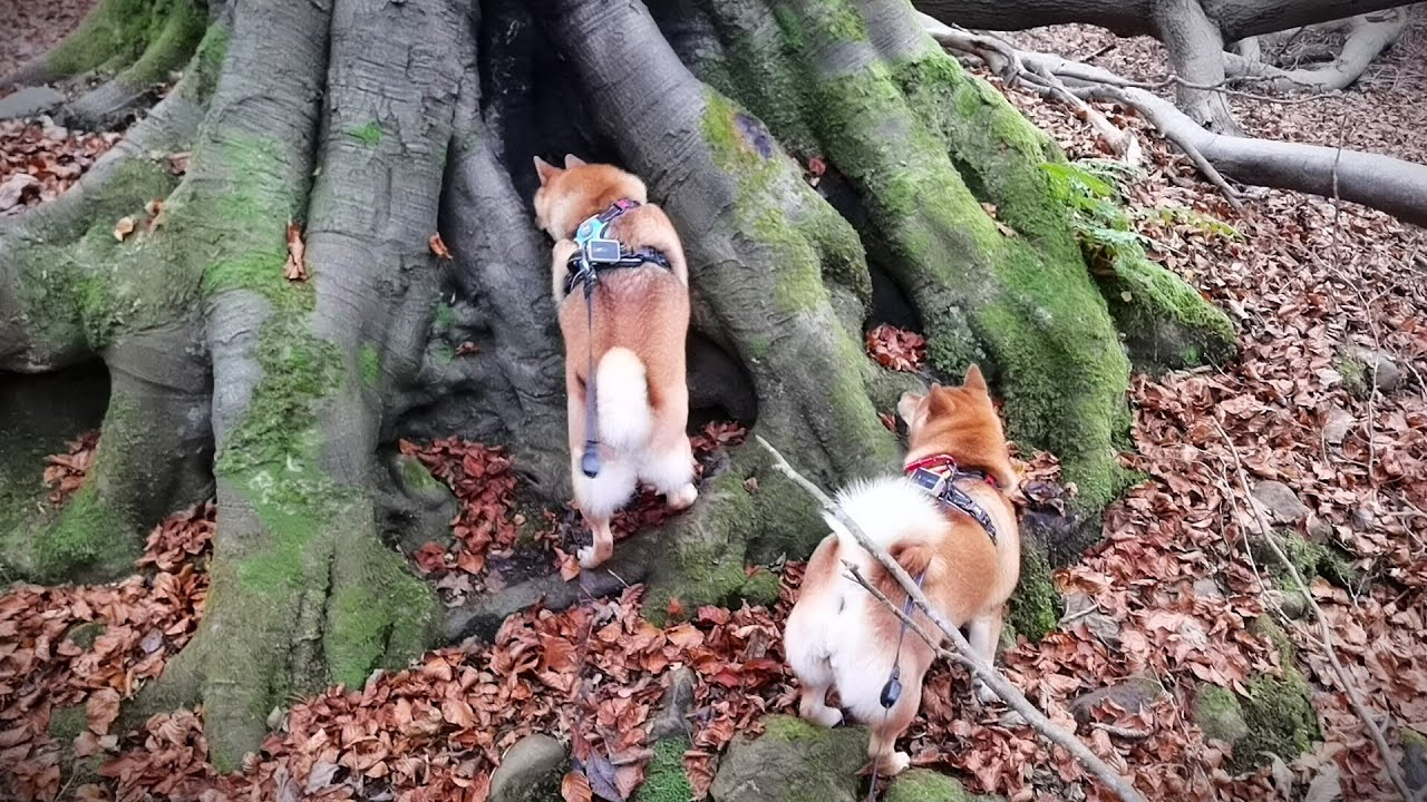 Shiba Inu in the tree roots - YouTube