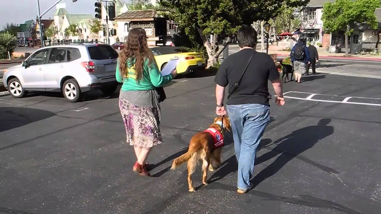 CGCU Canine Good Citizen Urban - YouTube