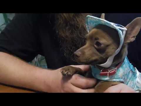 Tick with Ginger Sasquatch. - YouTube