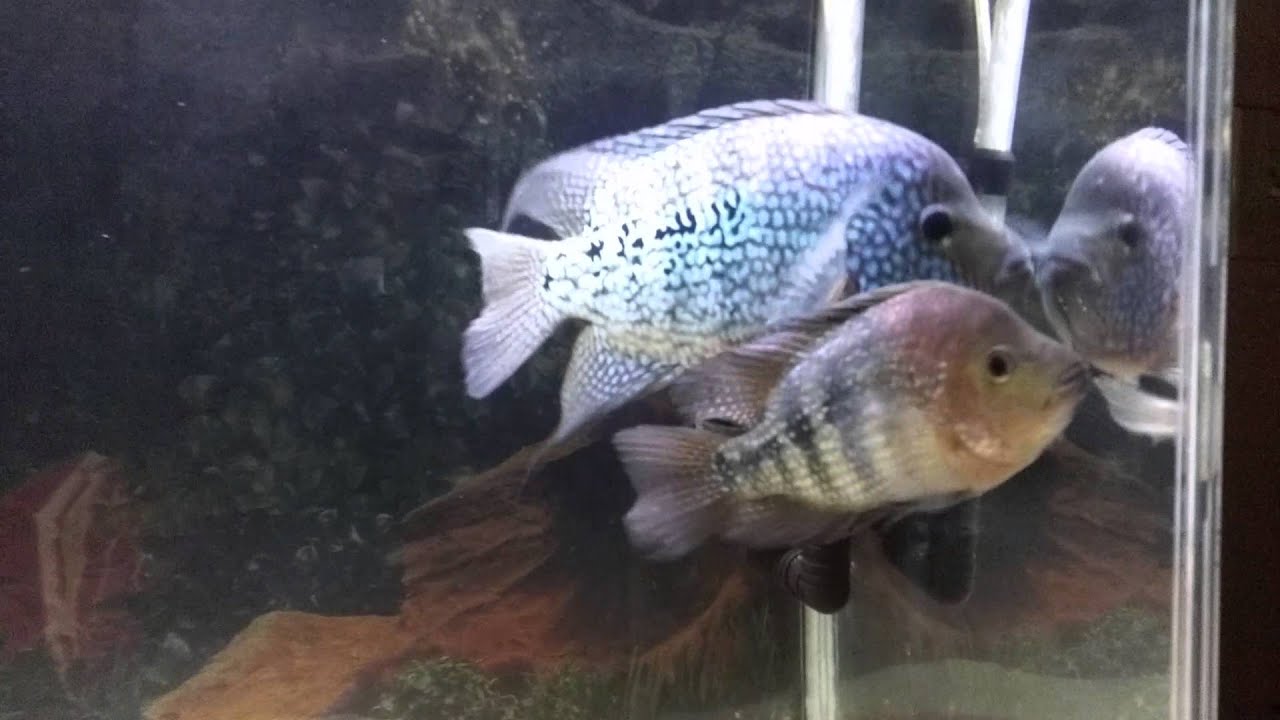 Hybrid Texas Cichlid Pair - YouTube