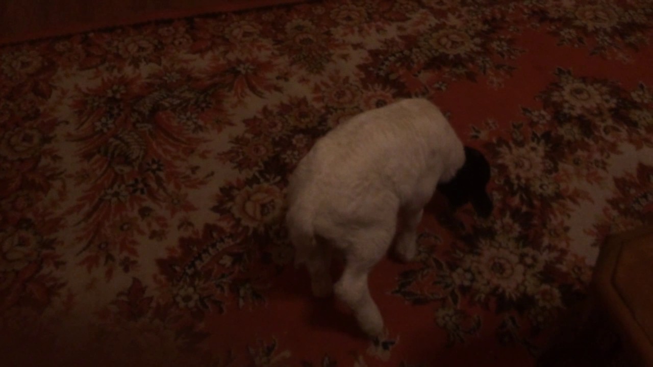 Unhappy dorper lamb - YouTube