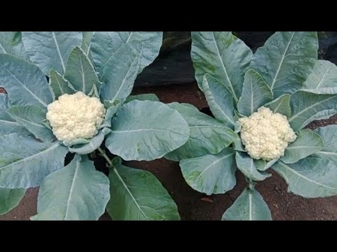 Cara Mudah Budidaya Bunga Kol di Rumah Menggunakan Polybag - YouTube