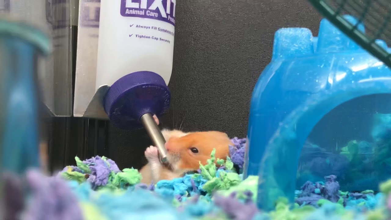 Hamster drinking water - YouTube