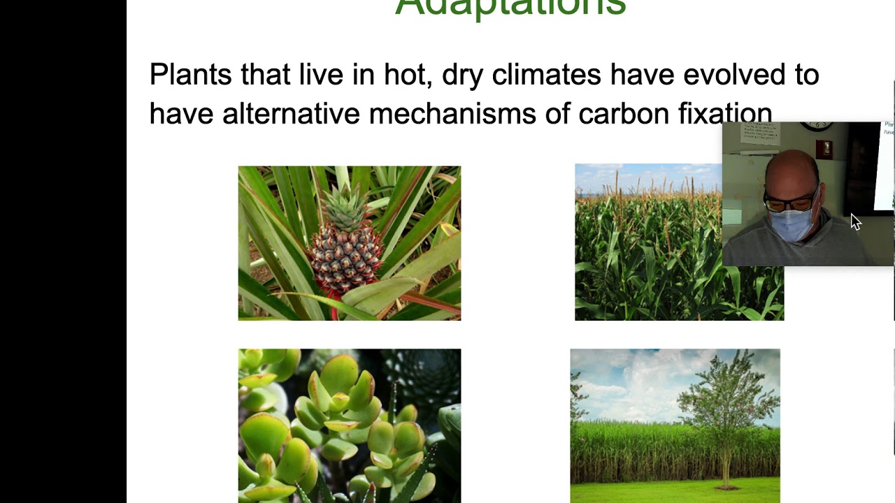AP Bio C3/C4 and CAM Plants - YouTube