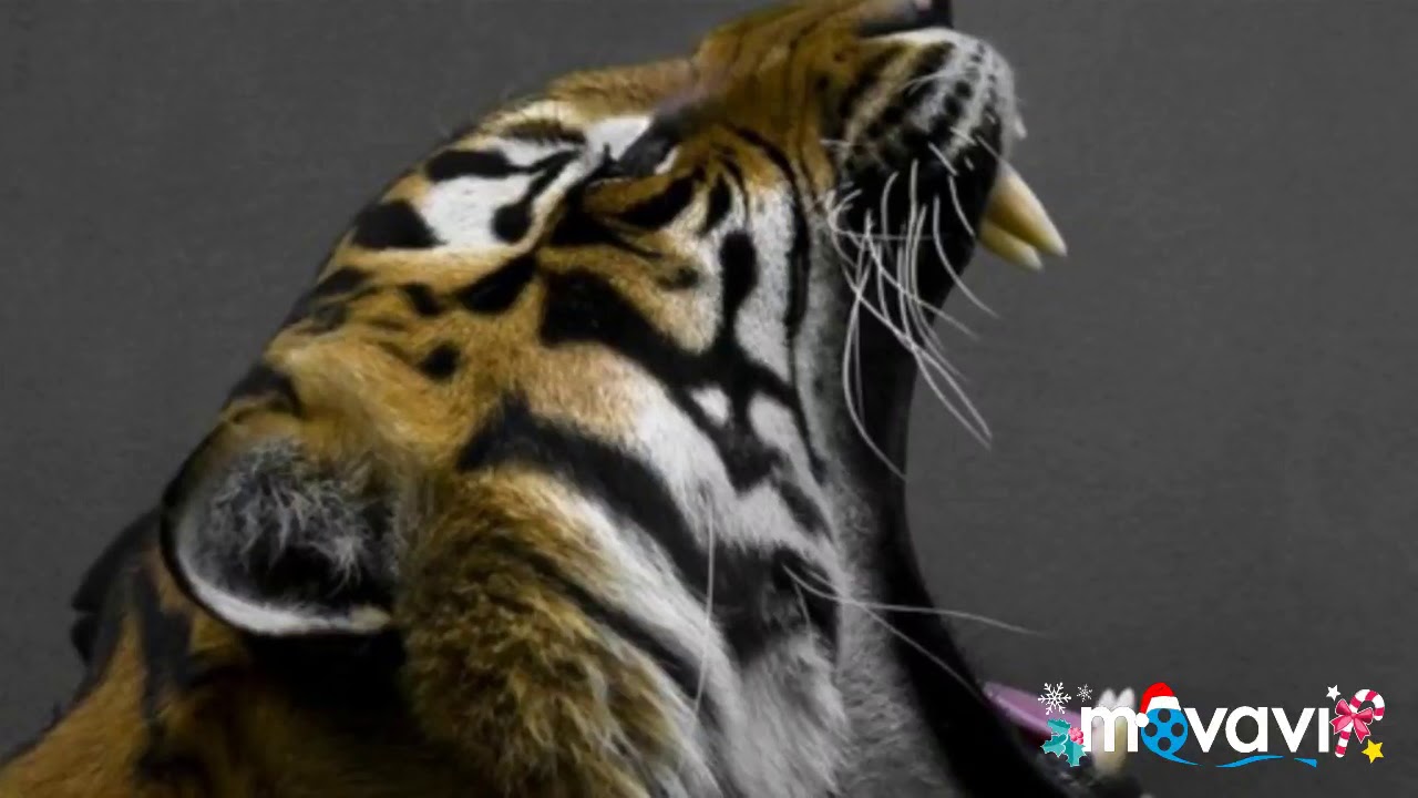 Yolbarslar jangi TIGR - YouTube