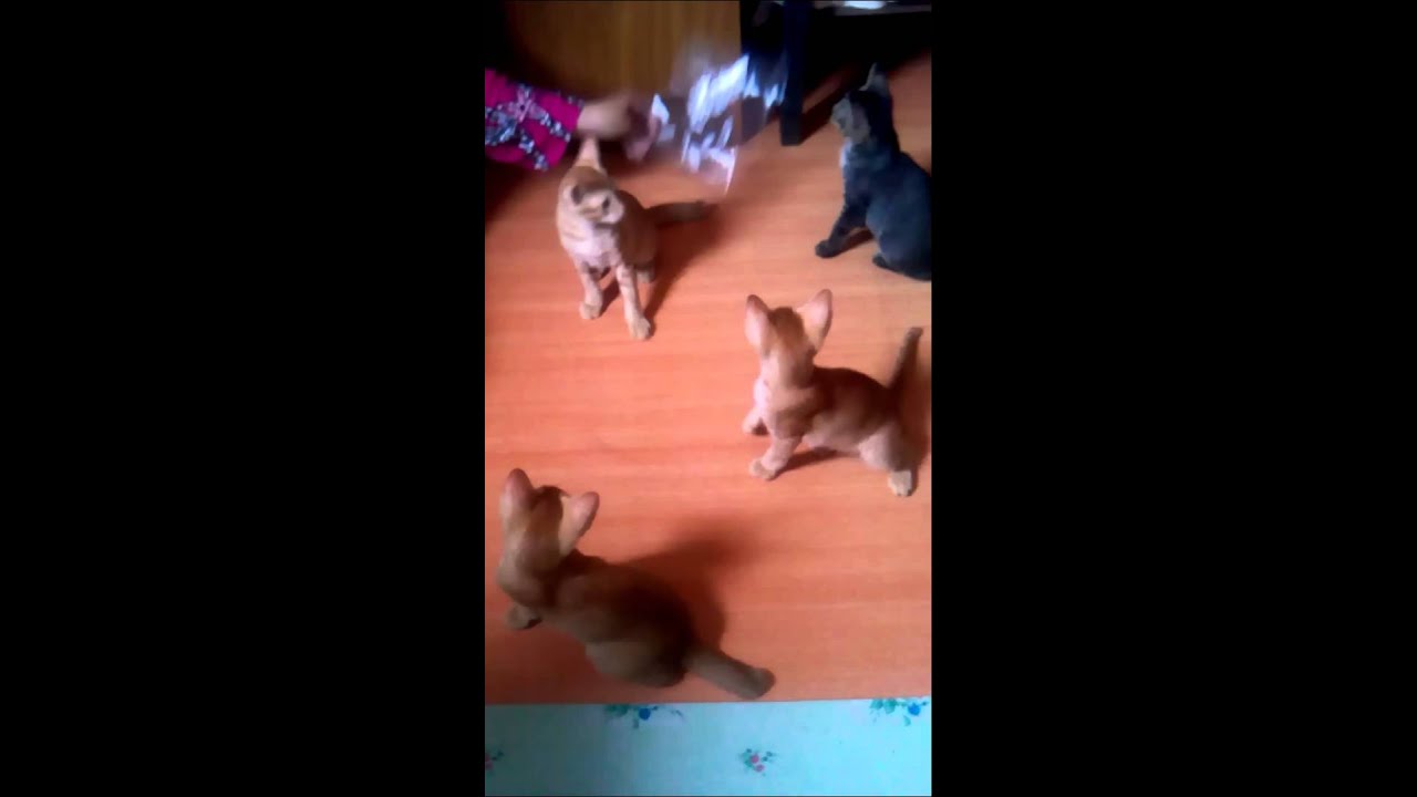 cats' choir?? - YouTube