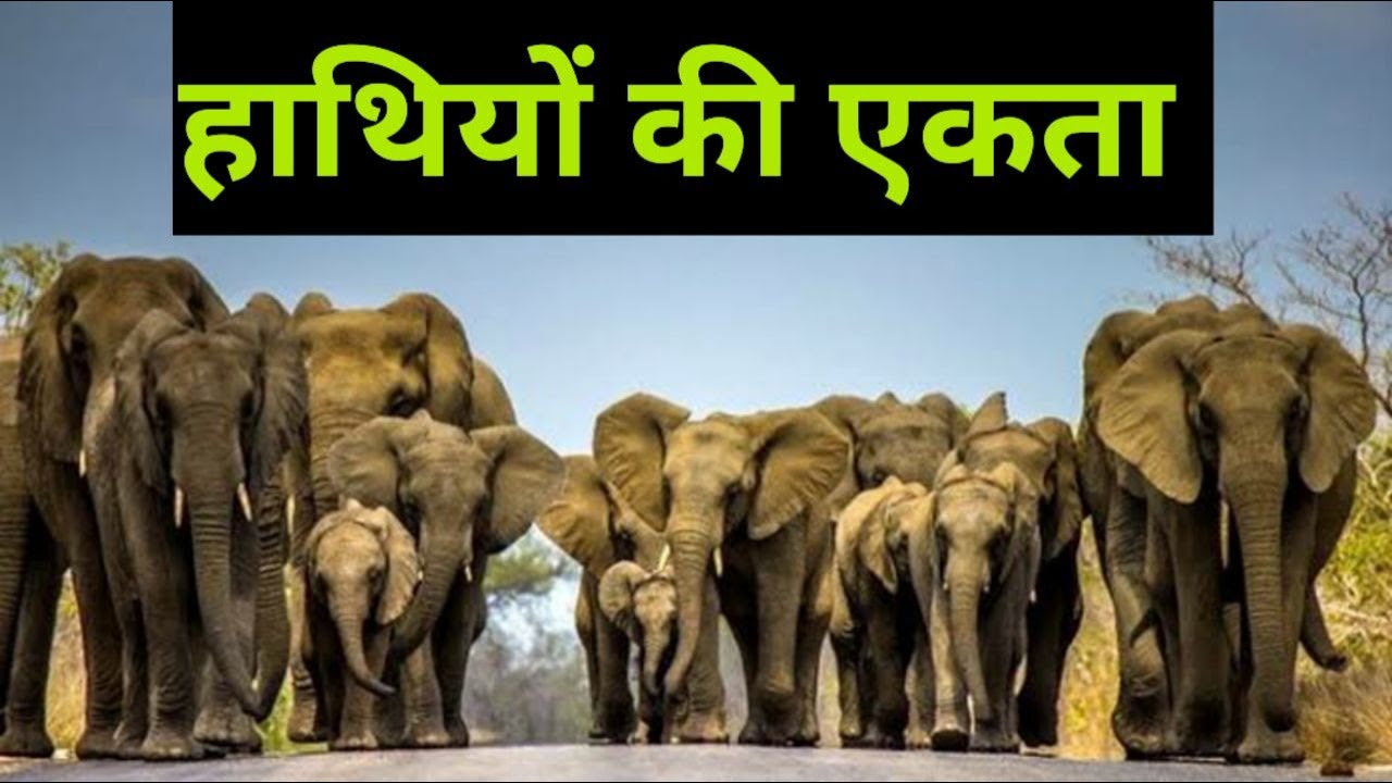 हाथियों की एकता ! Hathiyon ki Ektaa | Stories in Hindi | Moral Stories ...