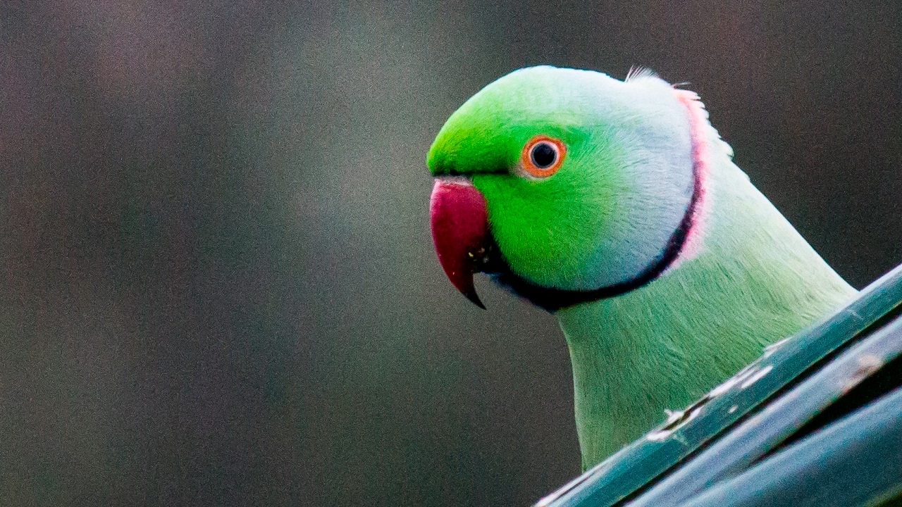 Bird Watching - Parrots HD - YouTube