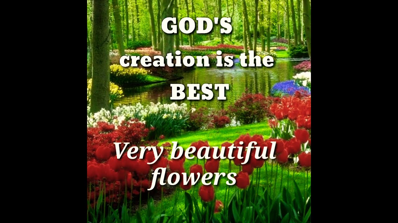VERY BEAUTIFUL FLOWERS ||GOD'S CREATION IS THE BEST - YouTube