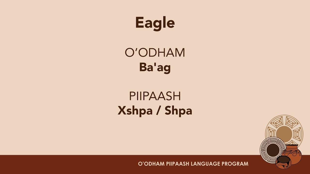 O'odham/Piipaash Words: Eagle - YouTube