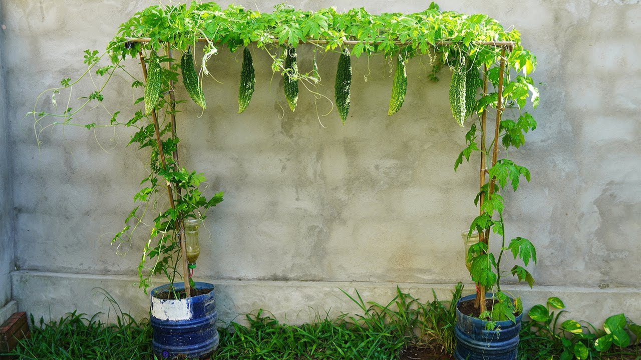 Growing Bitter Melon In Plastic Containers Is Easy And High Yield - YouTube
