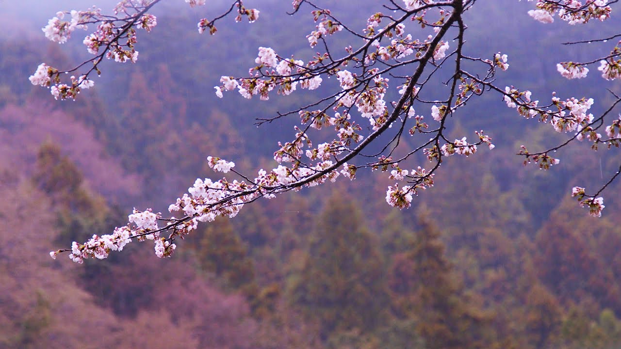 Cherry Blossom under the Rain, Best Spring Sakura for to Relax - YouTube