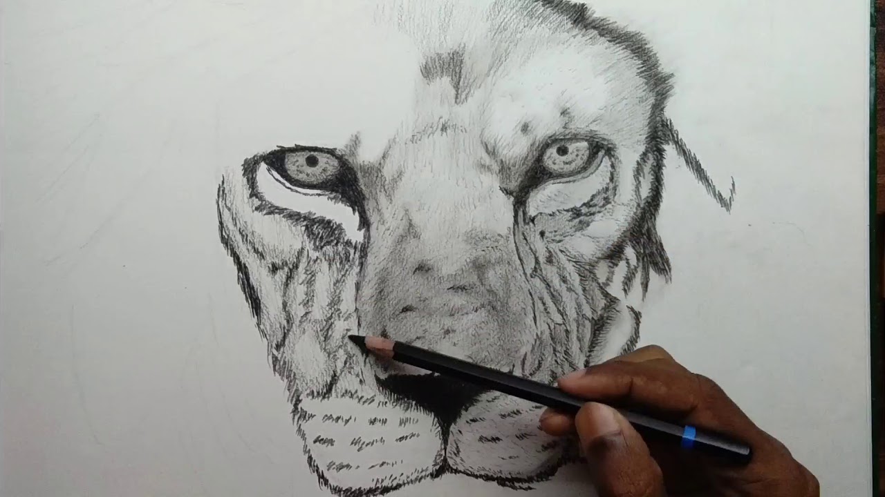 How To Draw Lion Realistic Sketch Timelapse Video Vikrant Kamble