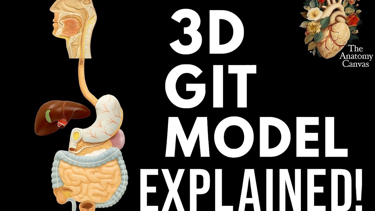 3D model of GIT | OSPE preparation | Gross Anatomy | Dr Shehla Aman ...
