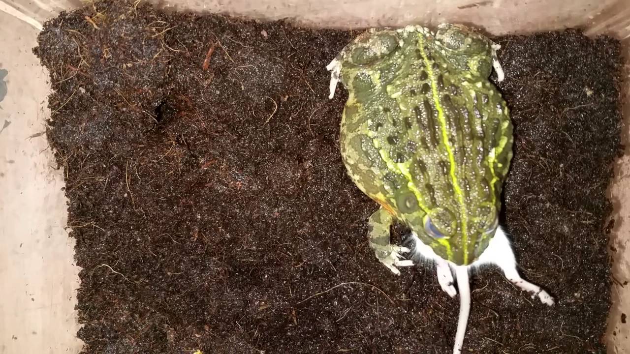 African Bullfrog eating a mouse Pixie Frog - YouTube