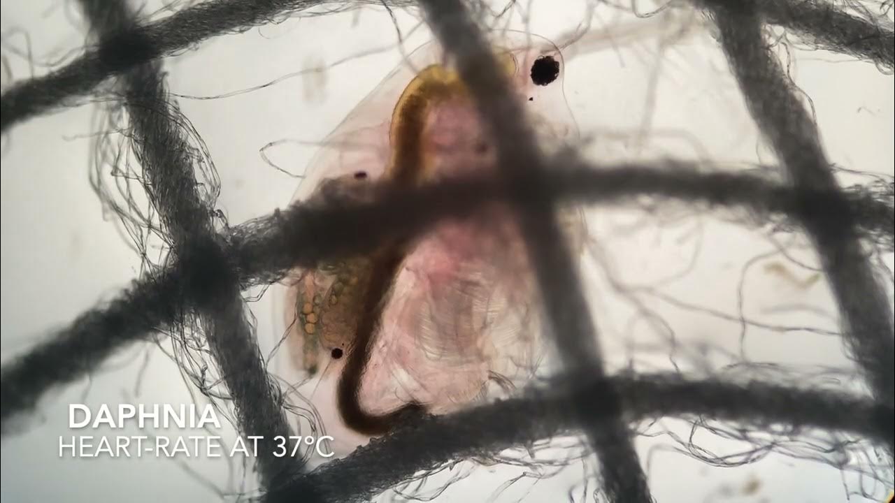 Daphnia Heart Rate @ 37ºC-Lab #2-microscopy - YouTube