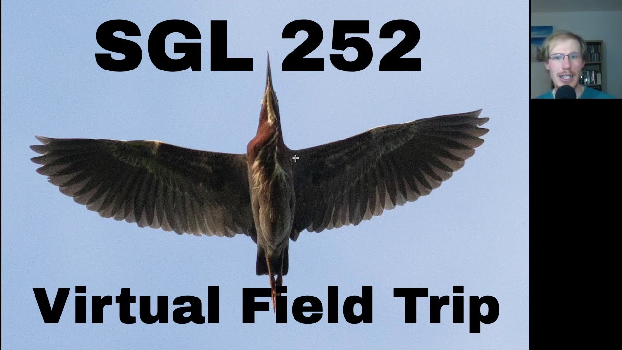 Summer birding at SGL 252 (The Ordnance), Lycoming County, Pennsylvania ...