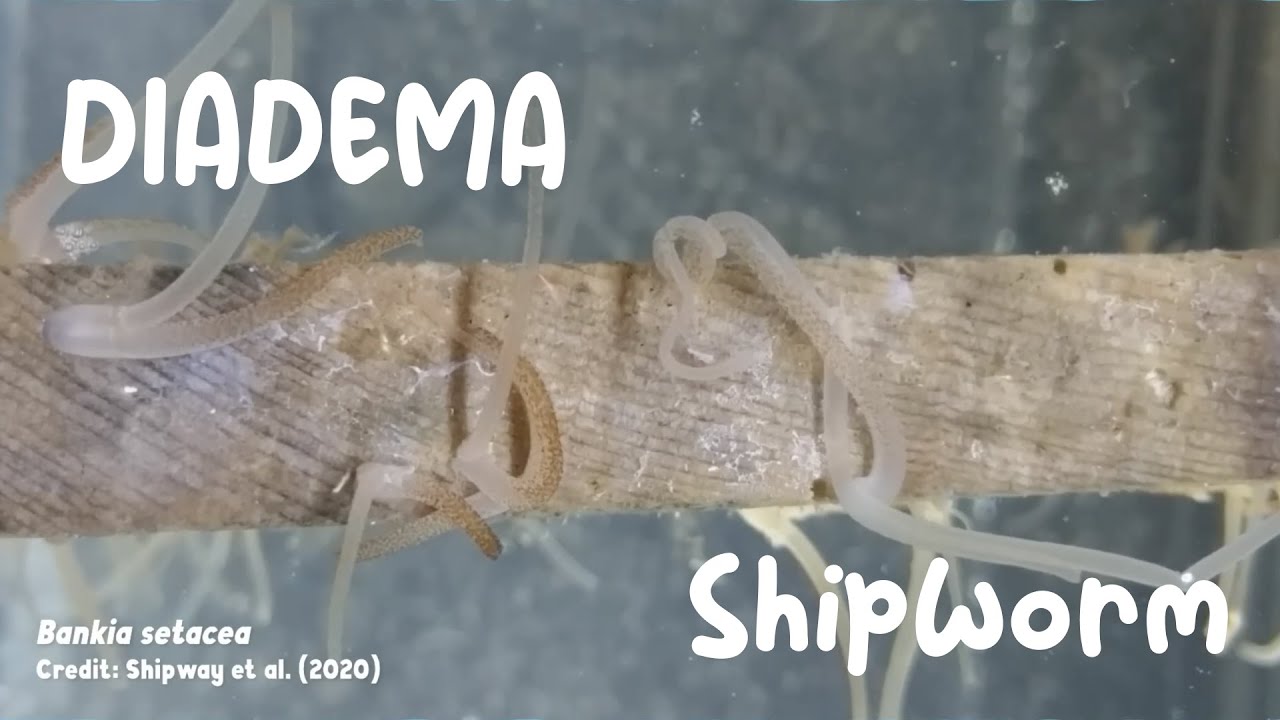 Shipworm - YouTube