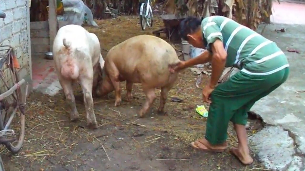 Pig mating, Big Boar Love Small Sow🐷Dusama Farms! #118 - YouTube