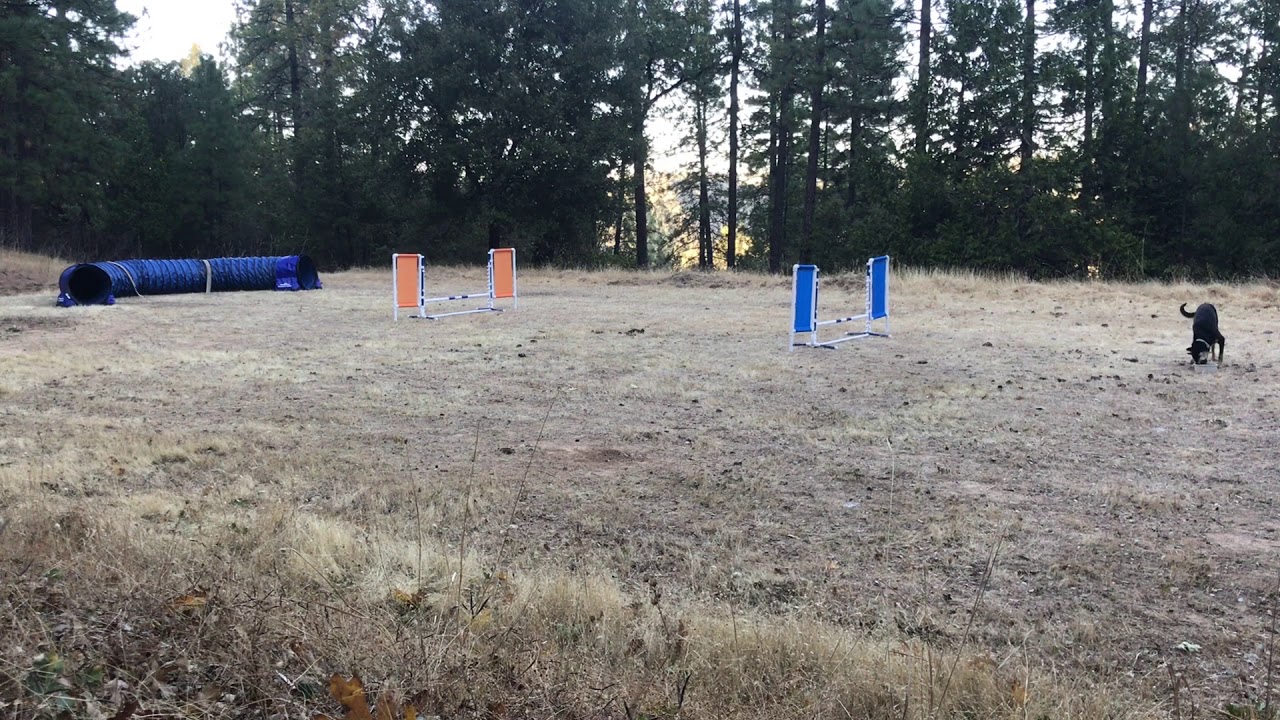 100 Days of OneMind Dogs Handling Day Six: Front Cross Sequence, Step 1 ...