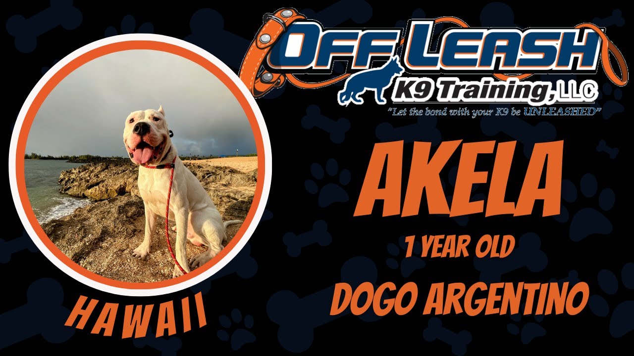 Akela/Dogo Argentino/ 2 Week Board and Train Program/Amazing Results ...