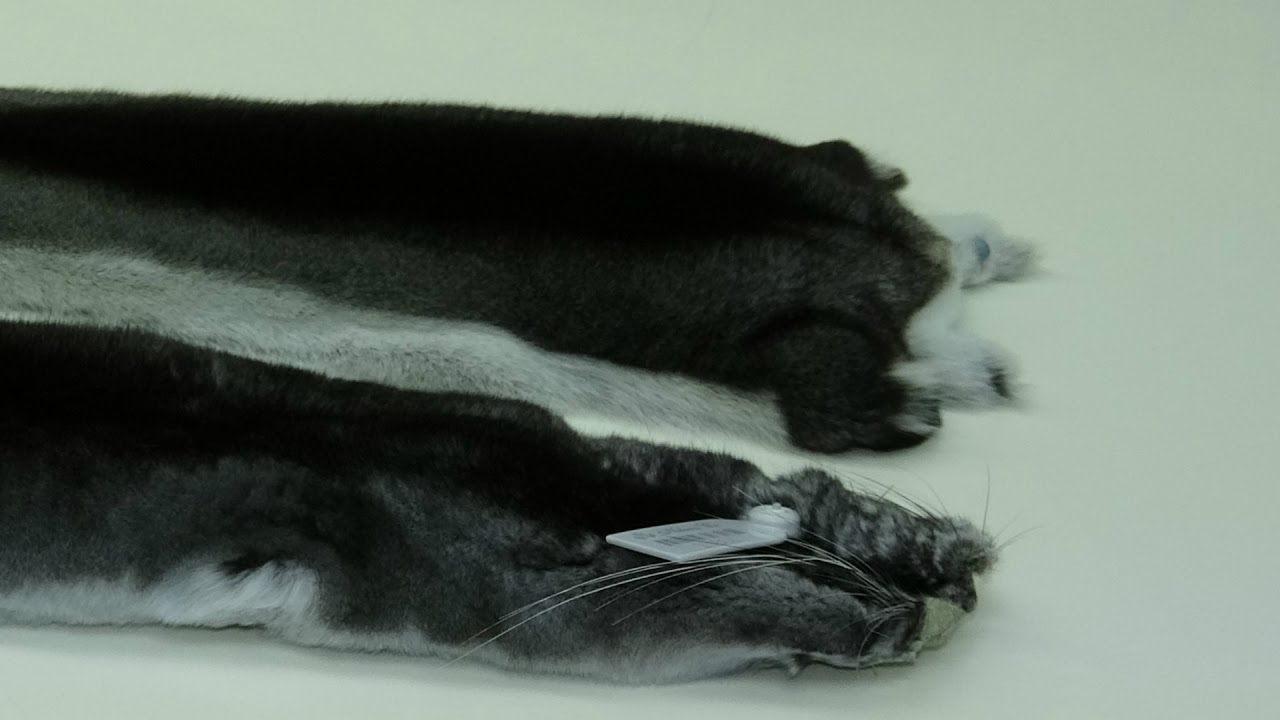 Nelemi Co - Chinchilla skins - YouTube
