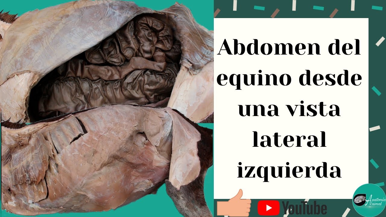 Abdomen del equino desde una vista lateral izquierda - YouTube