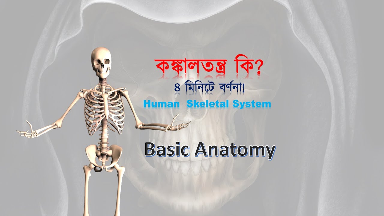 Skeletal System Bangla | Human Skeleton | Axial & Appendicular | Basic ...