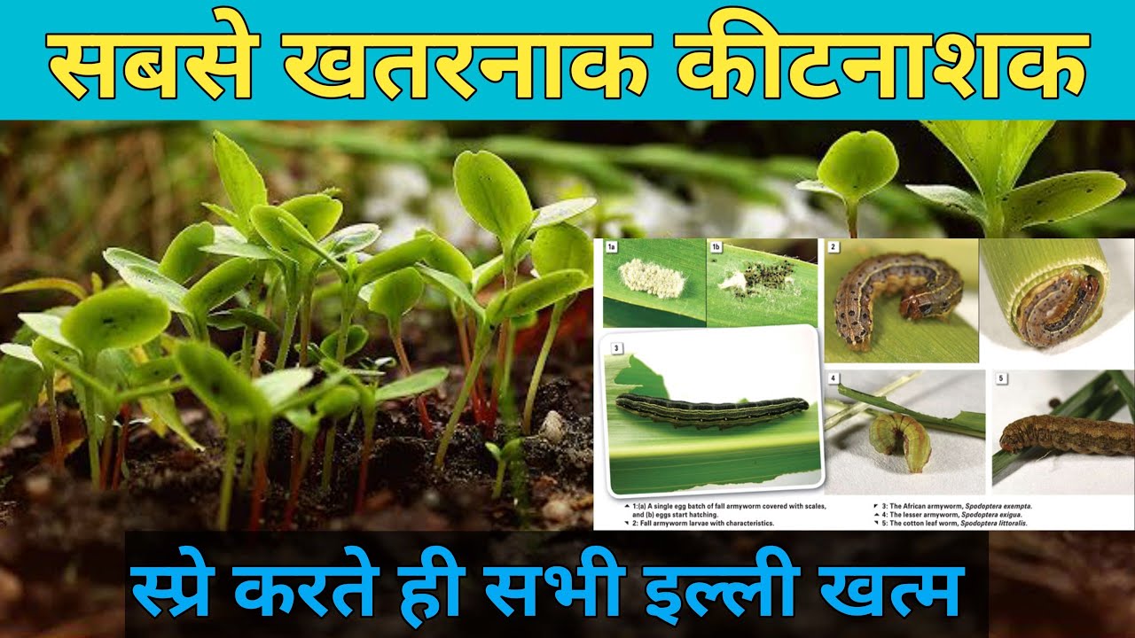 कितनी भी बड़ी इल्ली हो 5 मिनिट मे सबका सफाया कर देगी ये दवा / best ...