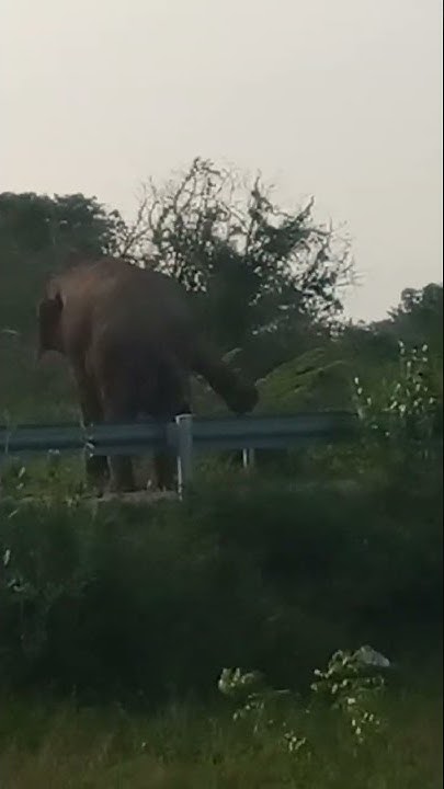 Elephant Jump |Nature With Rejinath |shorts |nature |animals ...