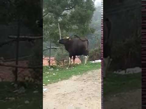 Bison 🐃 Unseen Best Ever High Jump By Gava Reda - YouTube
