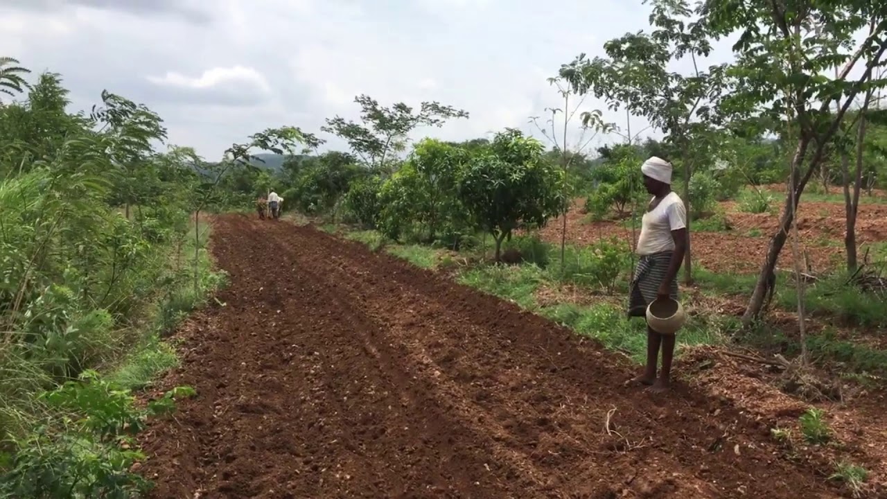 Alley Cropping and Ploughing on Contour! - YouTube