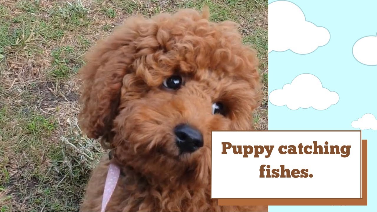 අනේ මට මාලුවෙක් අල්ලන්න ඔනේ│ I Wanna Catch A Fish│ Fish! Fish! Swimming All Around│Coco The ...