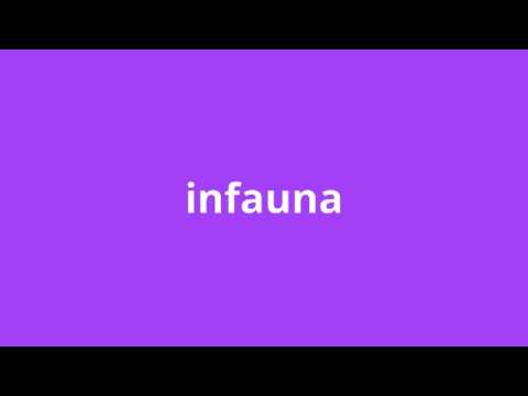 what is the meaning of infauna. - YouTube