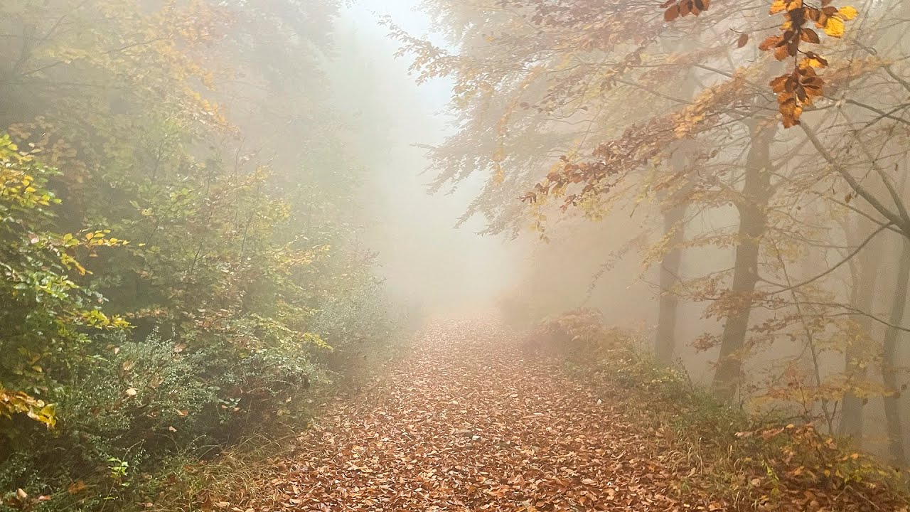 Haunted Forest Walk with Nature Sounds, Fall Colors, Hiking Sounds ...