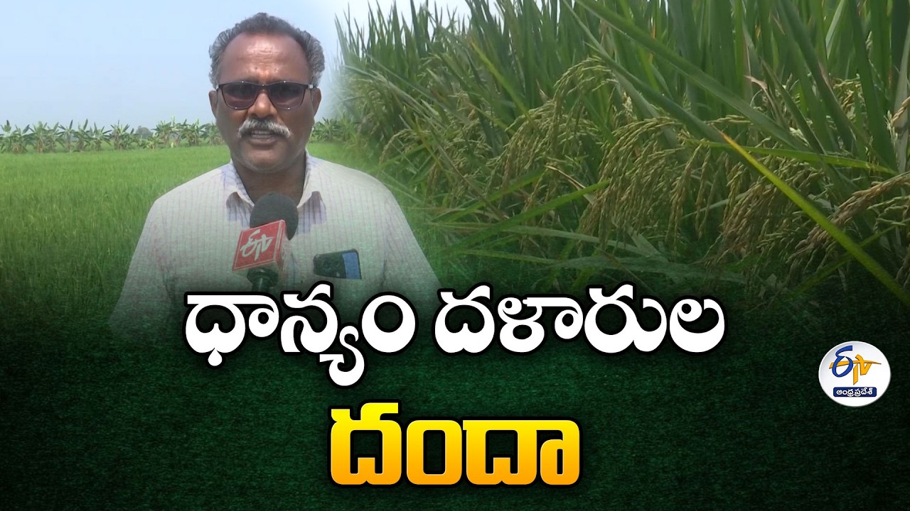 Middlemen Exploit Farmers in Nellore | Paddy Prices Drop - YouTube