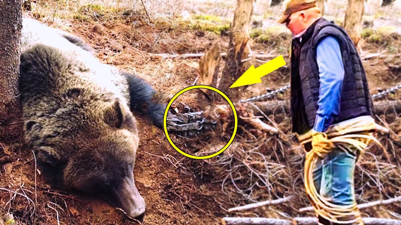 A Man Rescues A Bear Caught In A Trap, And Then The Bear Does Something ...